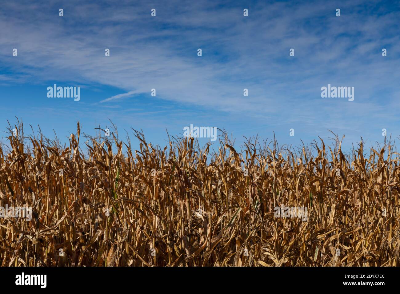 Field of standing dead corn, brown and gold foliage and stalks, blue ...