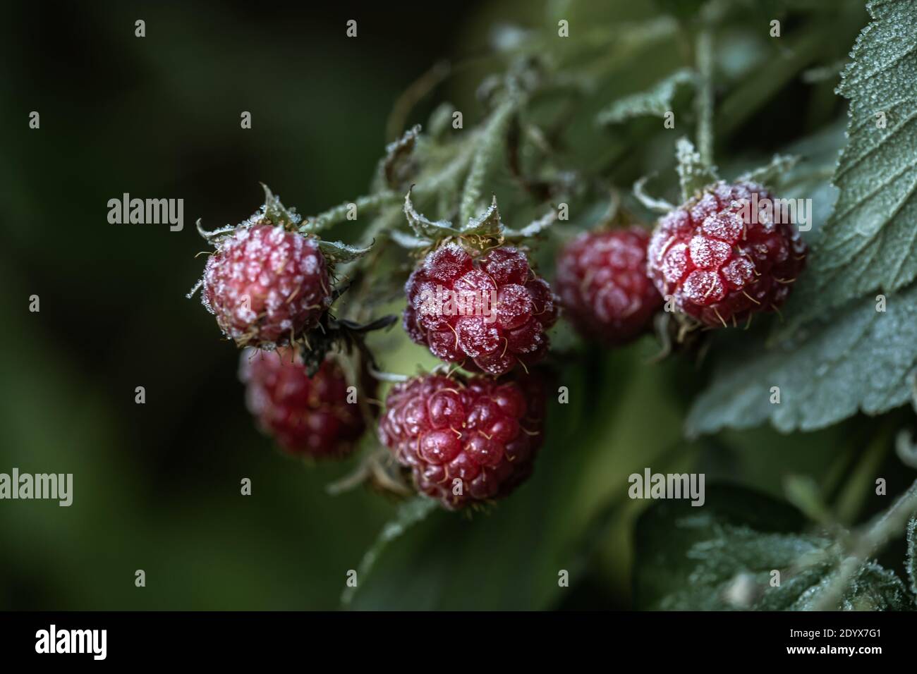 Frozen raspberries on a bush close up. First frost concept in the cold ...