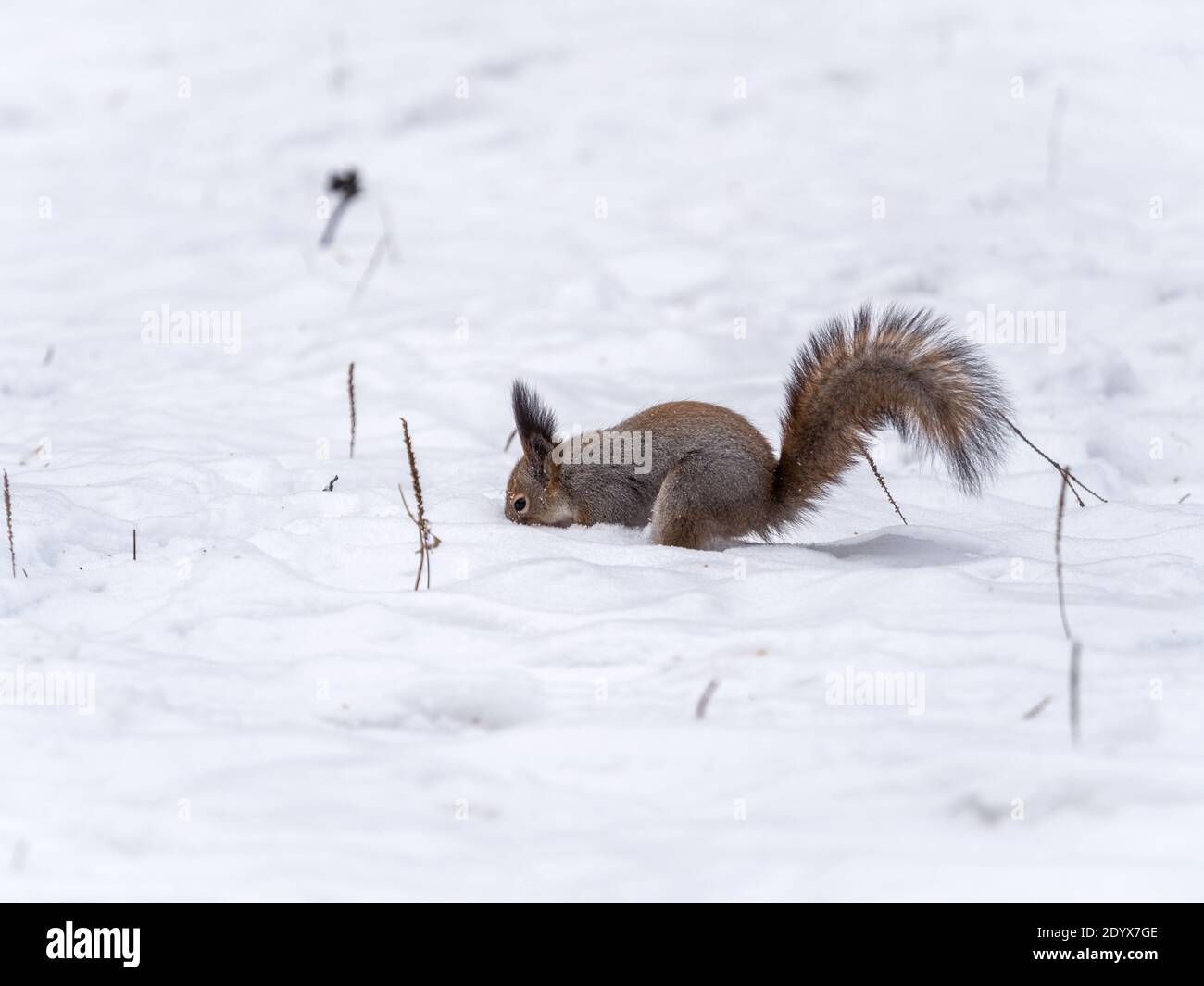 Squirrel hides nuts in the white snow. Eurasian red squirrel, Sciurus ...