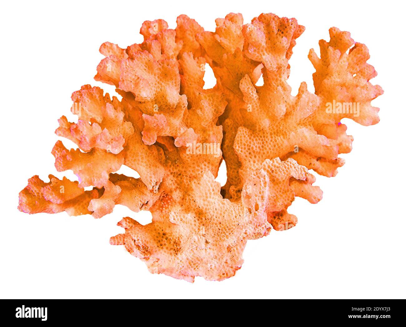 Coral isolated on white background Stock Photo - Alamy