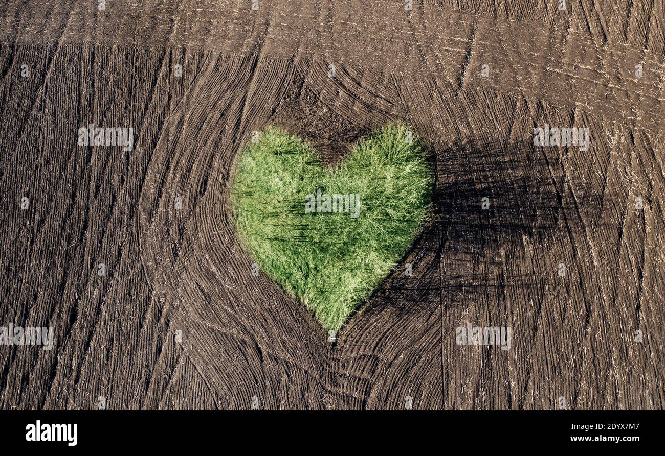 Green trees forming heart on agricultural ploughed field Stock Photo ...