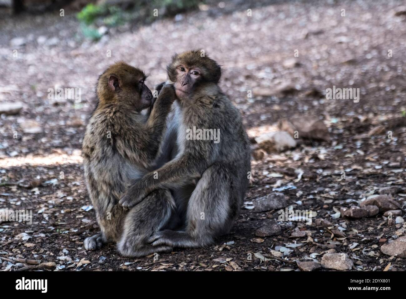 The forest of Cedar and monkeys, middle Atlas Mountains, Morocco Stock ...