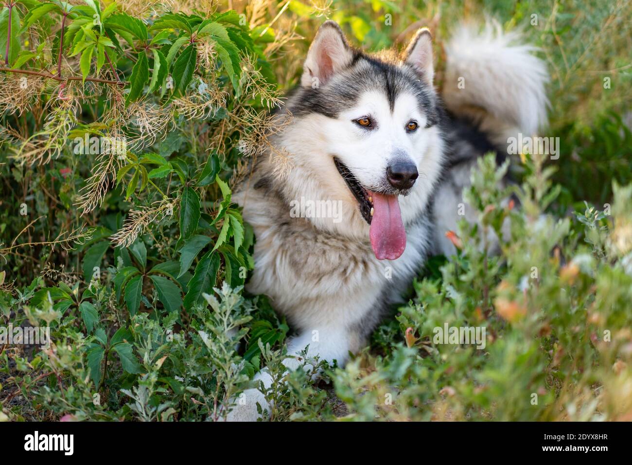 Cute alaskan malamute on summer grass Stock Photo - Alamy