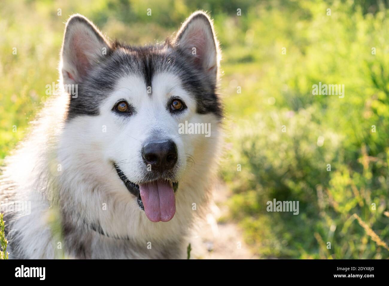 Alaskan Klee Kai High Resolution Stock Photography and Images - Alamy