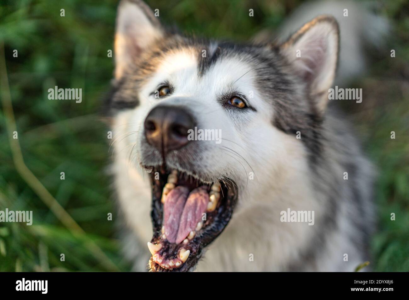Barking wolf hi-res stock photography and images - Alamy