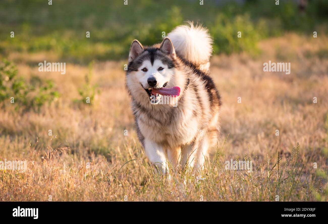 Alaskan klee kai hi-res stock photography and images - Alamy