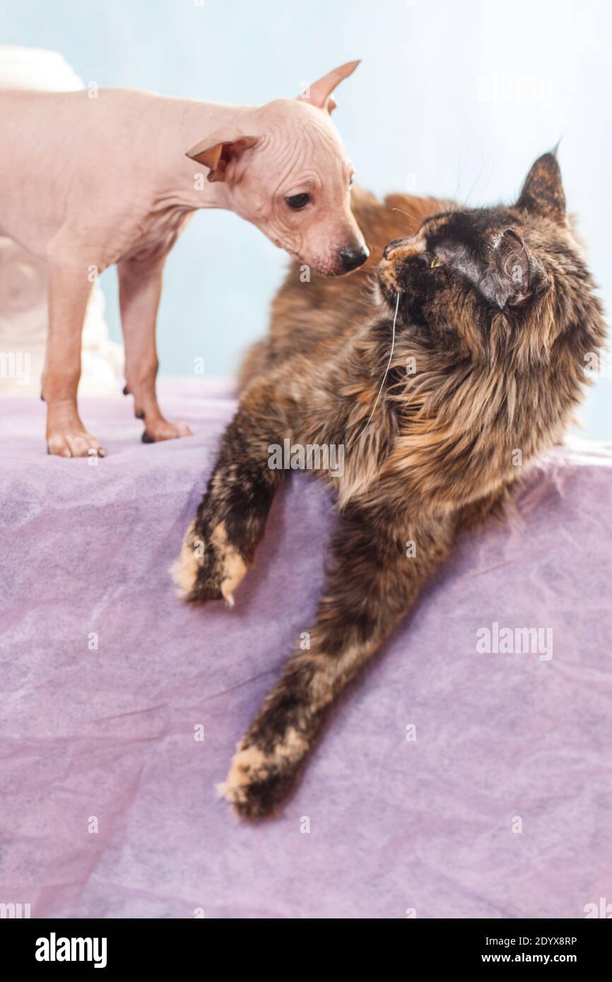 Tortoiseshell tortie maine coon cat and dog puppy of American hairless ...