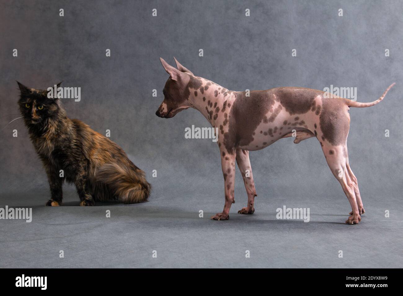 Tortoiseshell maine coon cat surprised at American spotted hairless ...