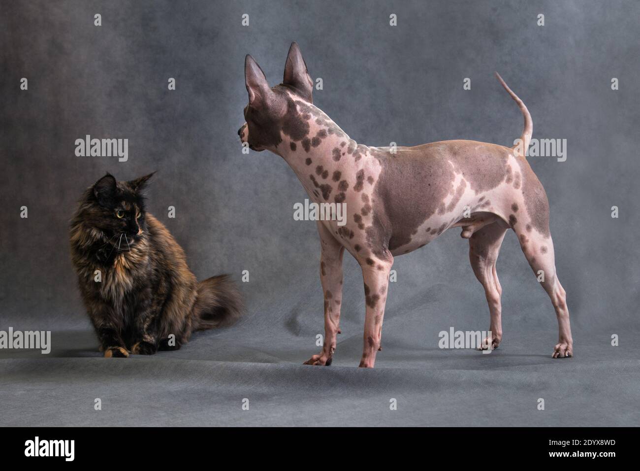 Tortoiseshell maine coon cat and American spotted hairless terrier dog ...