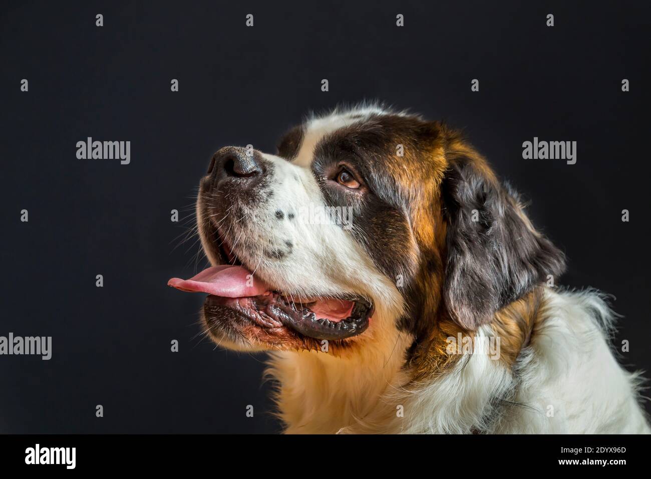 Saint bernard hi-res stock photography and images - Alamy