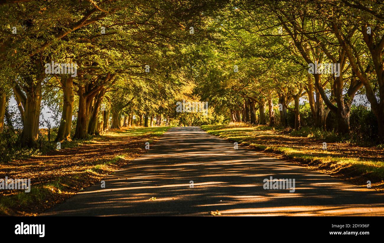 Arching trees hi-res stock photography and images - Alamy