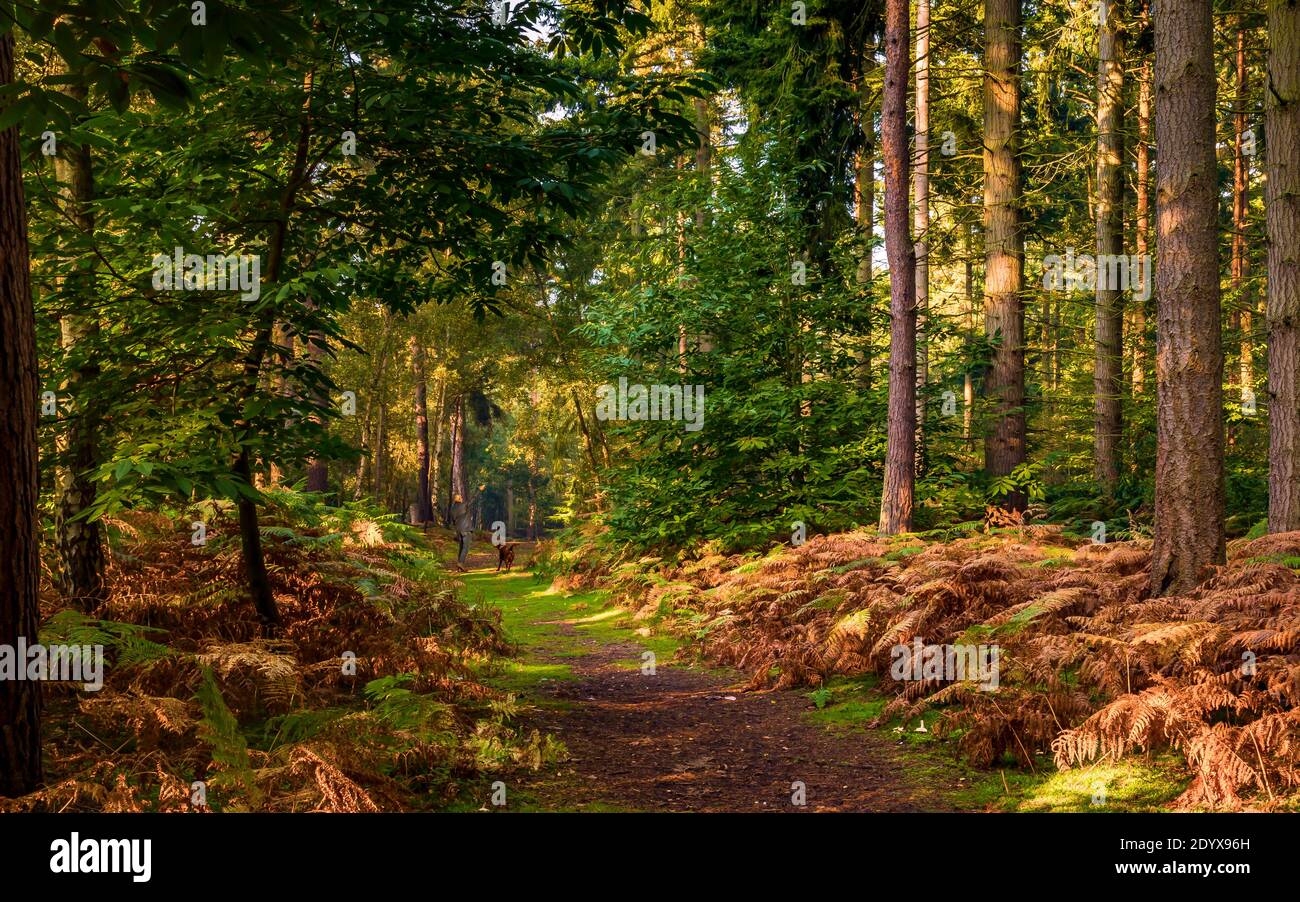Sandringham autumn hi-res stock photography and images - Alamy