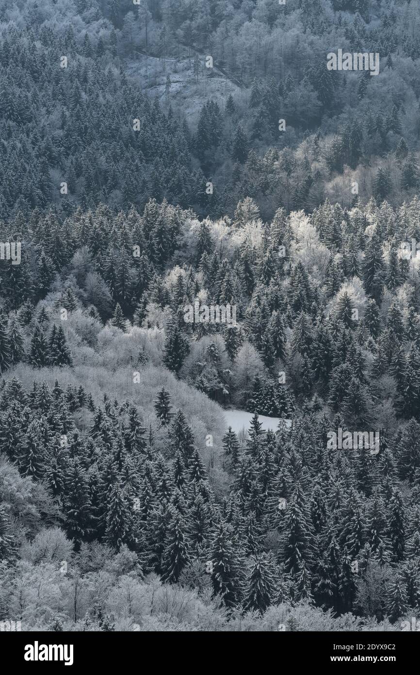 Black forest in winter spruce hi-res stock photography and images - Alamy