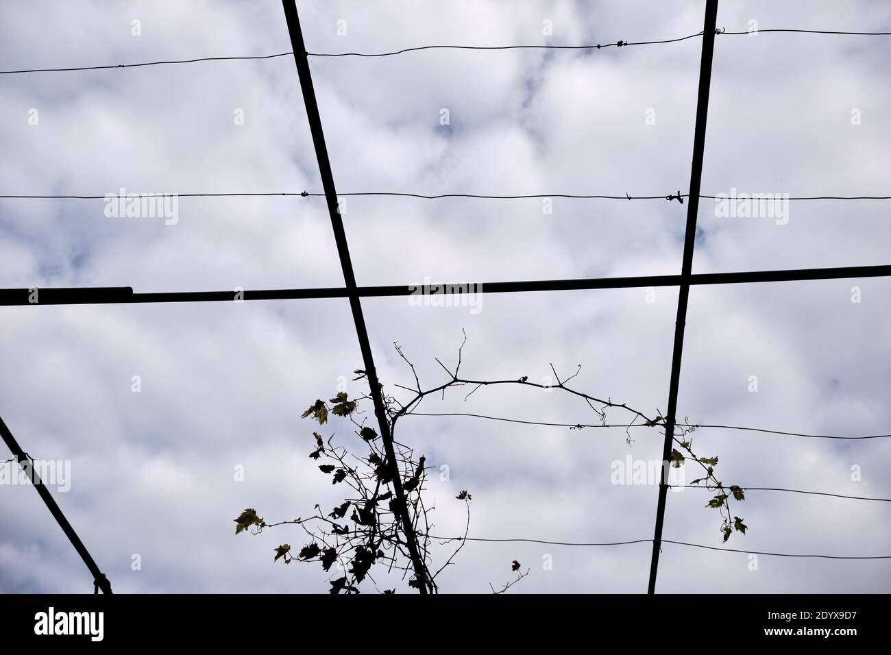Cloudy and dried grapevine sky background Stock Photo - Alamy