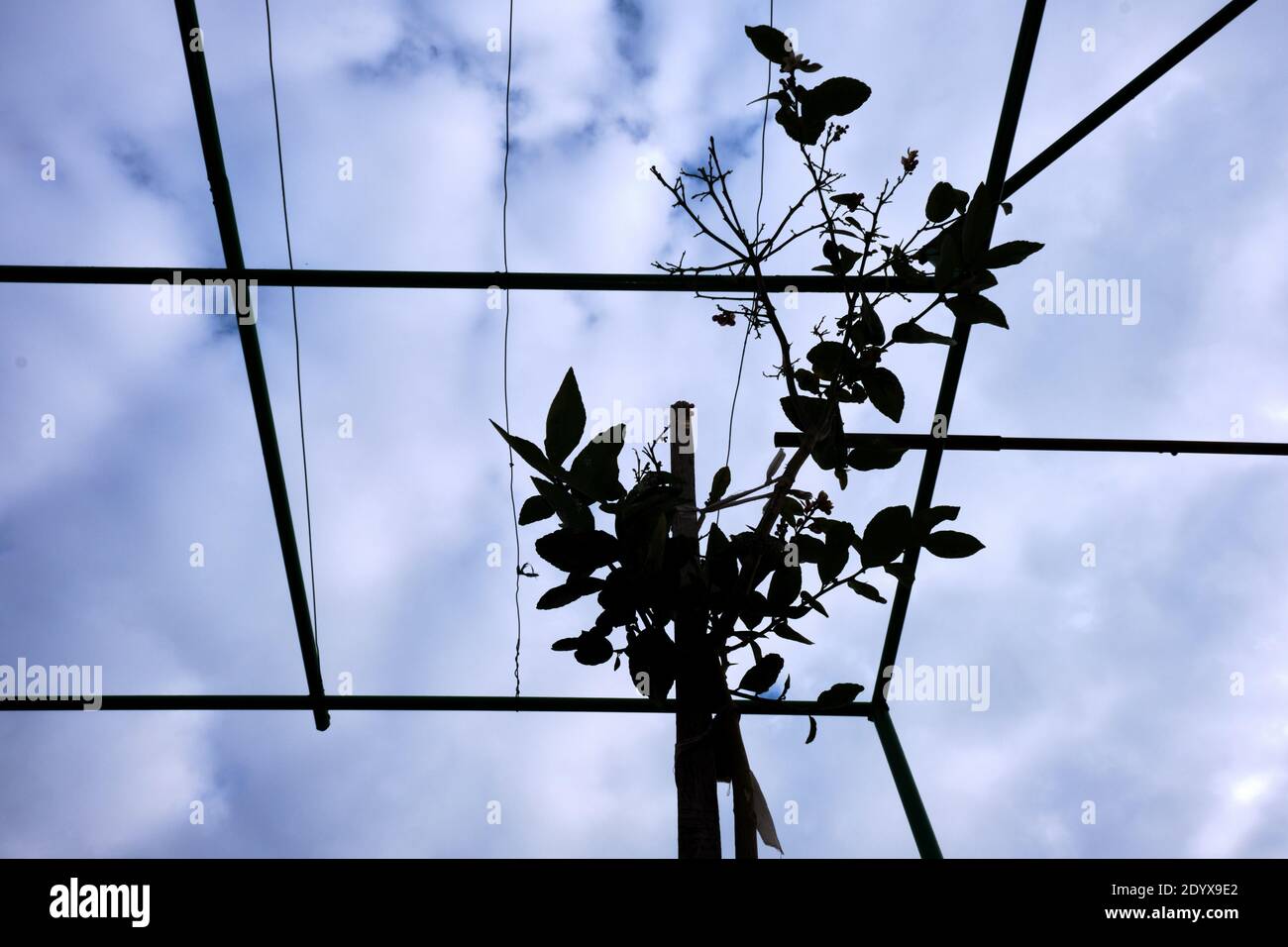Cloudy and dried grapevine sky background Stock Photo - Alamy