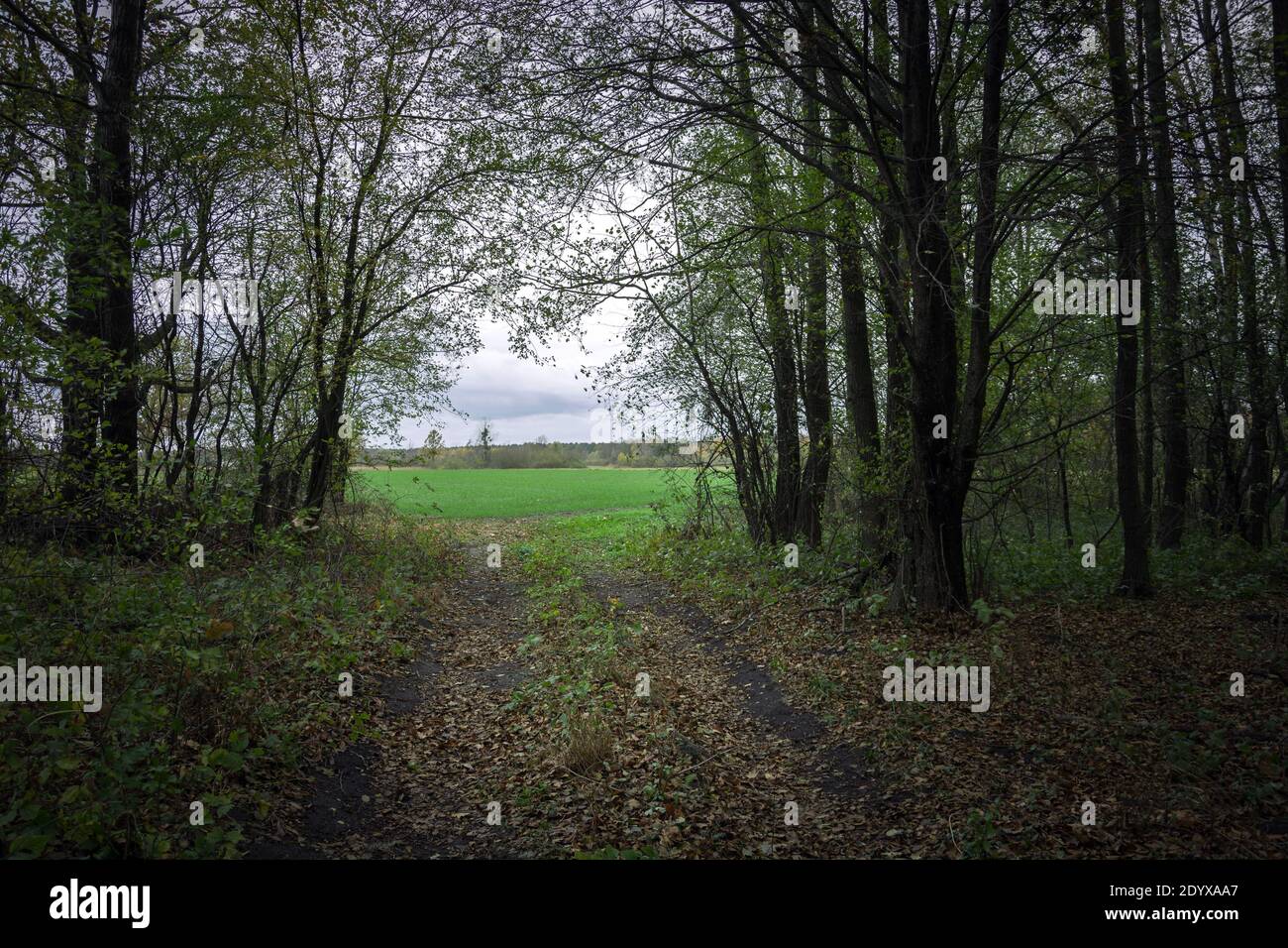 Exit from the forest with a view of the green field Stock Photo - Alamy