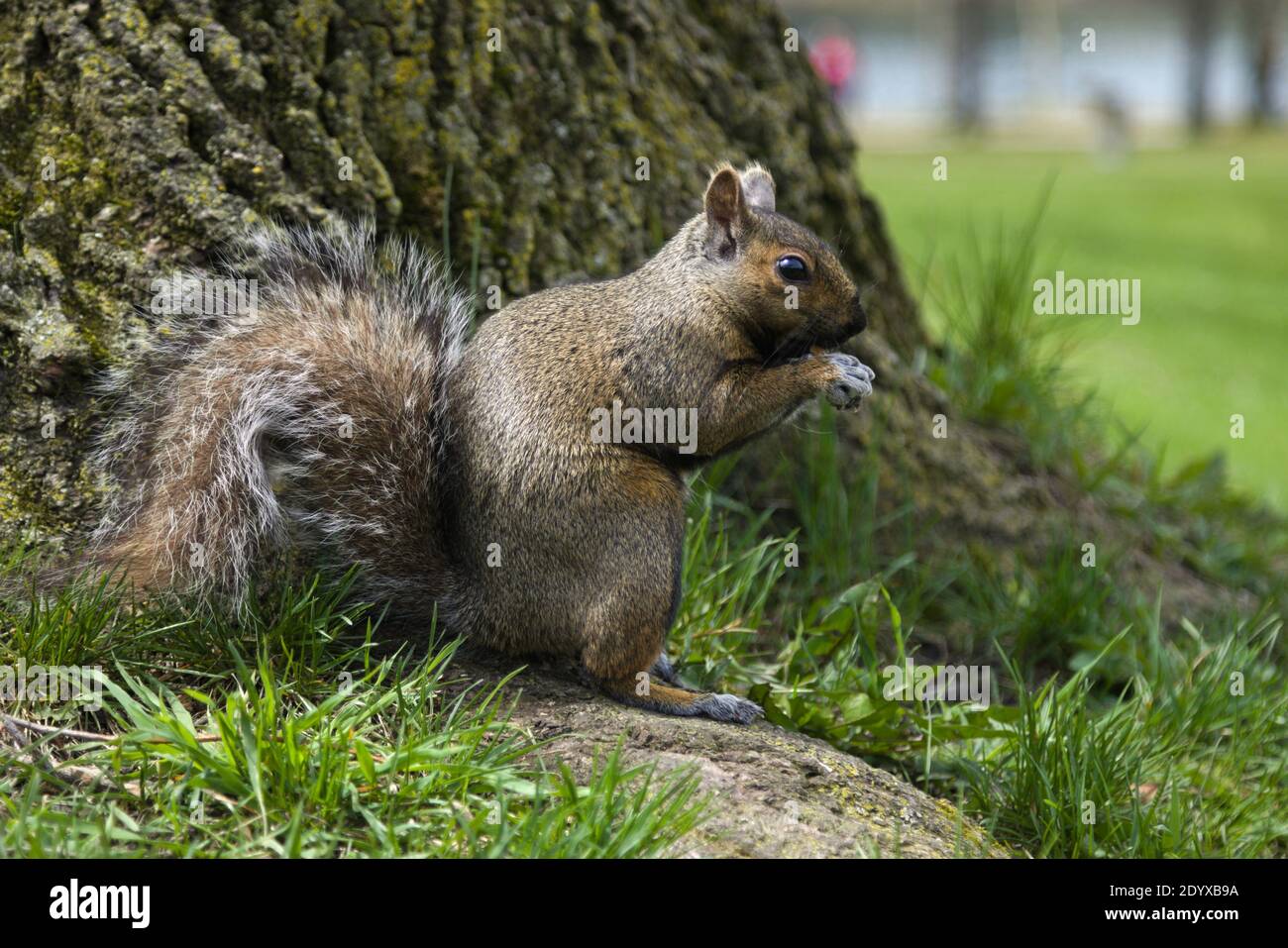 A cute little squirrel at the foot of a tree in city park, gray ...