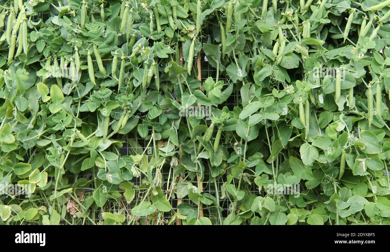 A Collection of Pea Pods Growing in a Vegetable Garden Stock Photo - Alamy