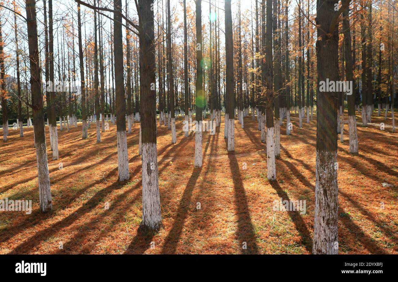 Trees casting shadows hi-res stock photography and images - Alamy