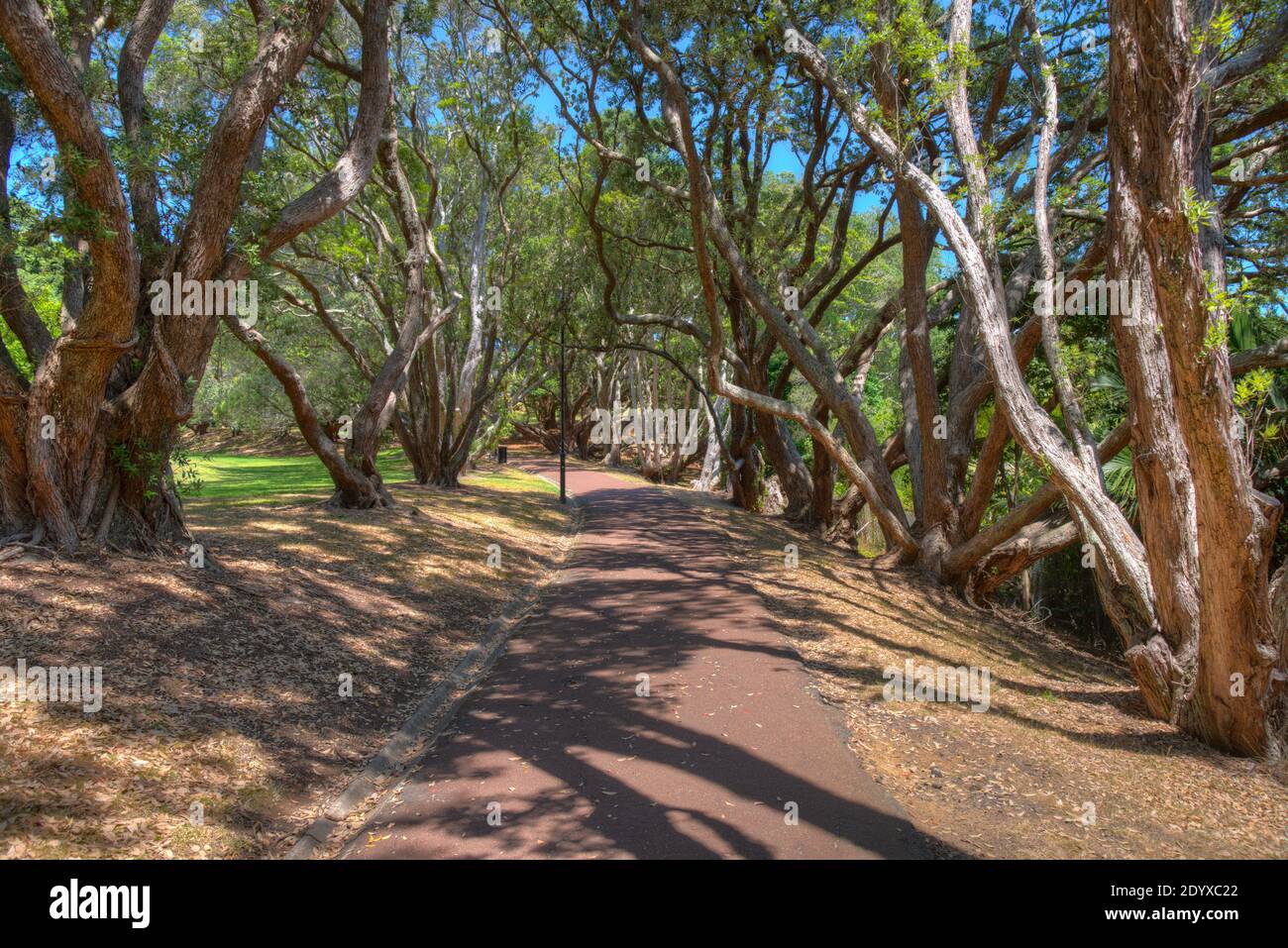 Auckland Domain park in New Zealand Stock Photo - Alamy