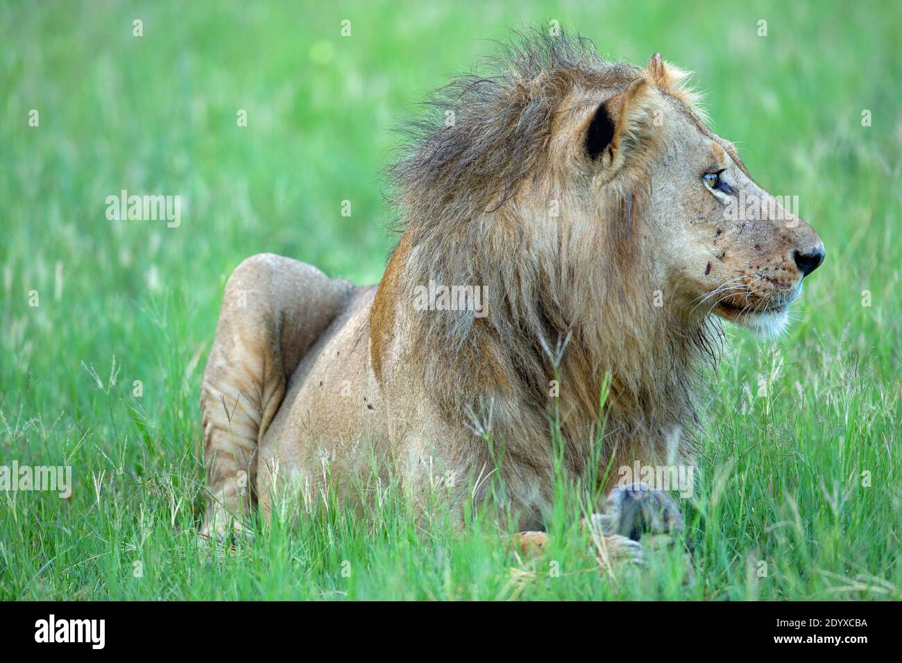 Lion scar face old hi-res stock photography and images - Alamy