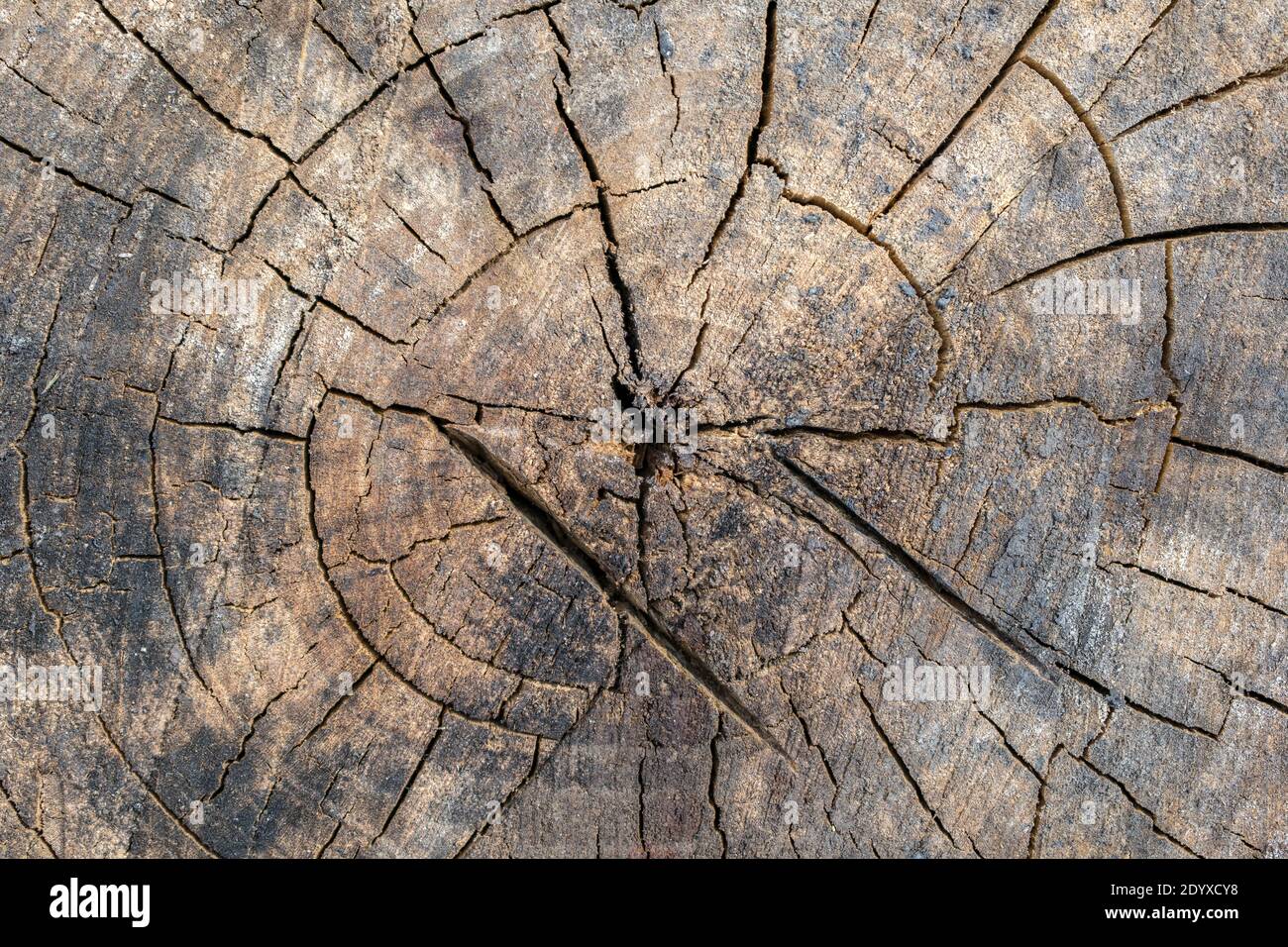Saw cut of an old cracked tree with damage, top view as background ...