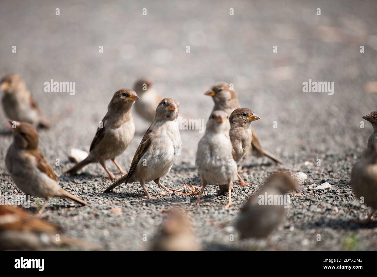 Sedentary birds hi-res stock photography and images - Alamy
