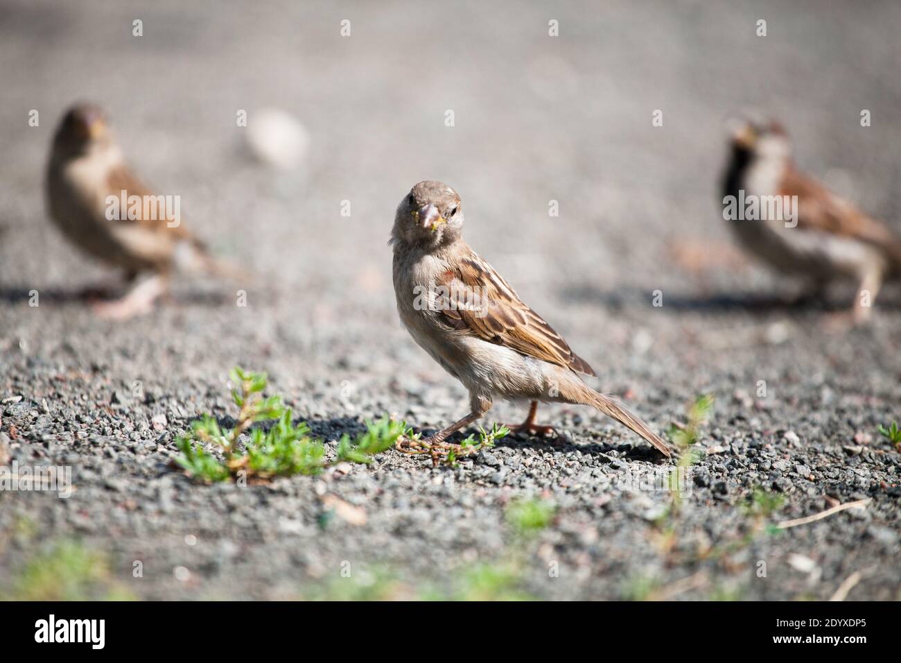 Sedentary birds hi-res stock photography and images - Alamy