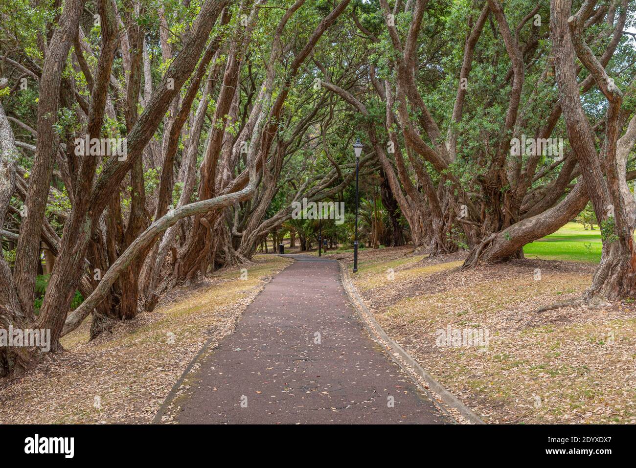 Auckland Domain park in New Zealand Stock Photo - Alamy