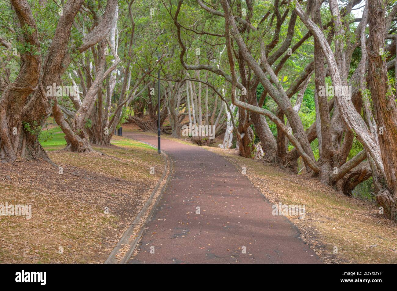 Auckland domain park hi-res stock photography and images - Alamy