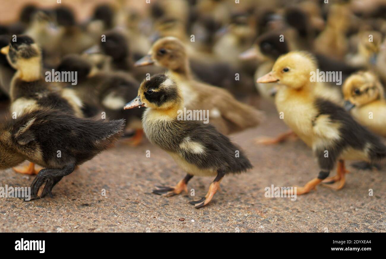 Beautiful baby ducklings hi-res stock photography and images - Alamy