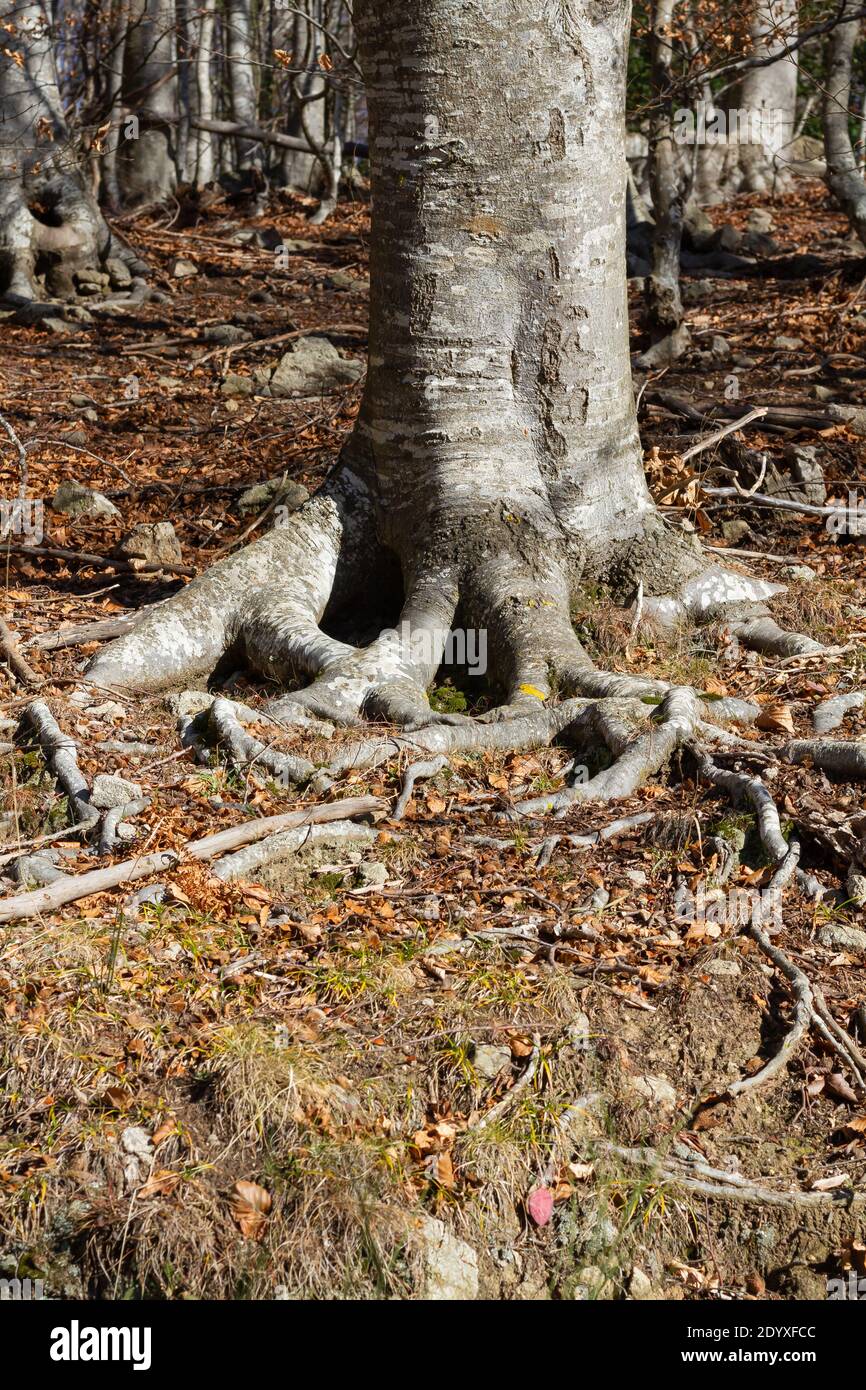 Vertical shot of tree roots on ground Stock Photo - Alamy