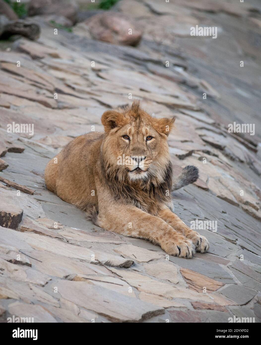 Young lion resting hi-res stock photography and images - Alamy