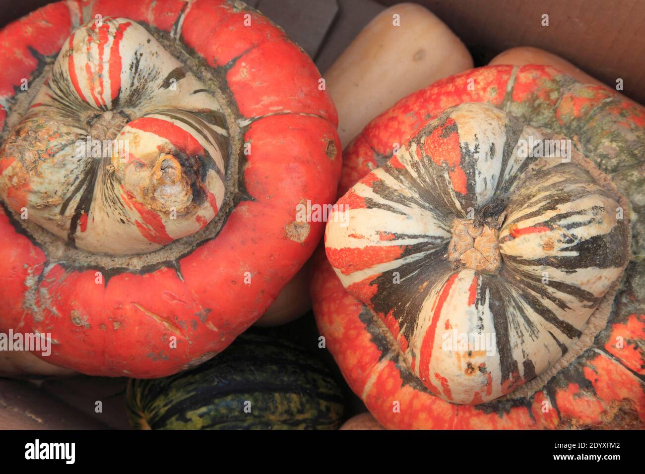 Pumpkins, squash, gourd, cucurbita Stock Photo - Alamy