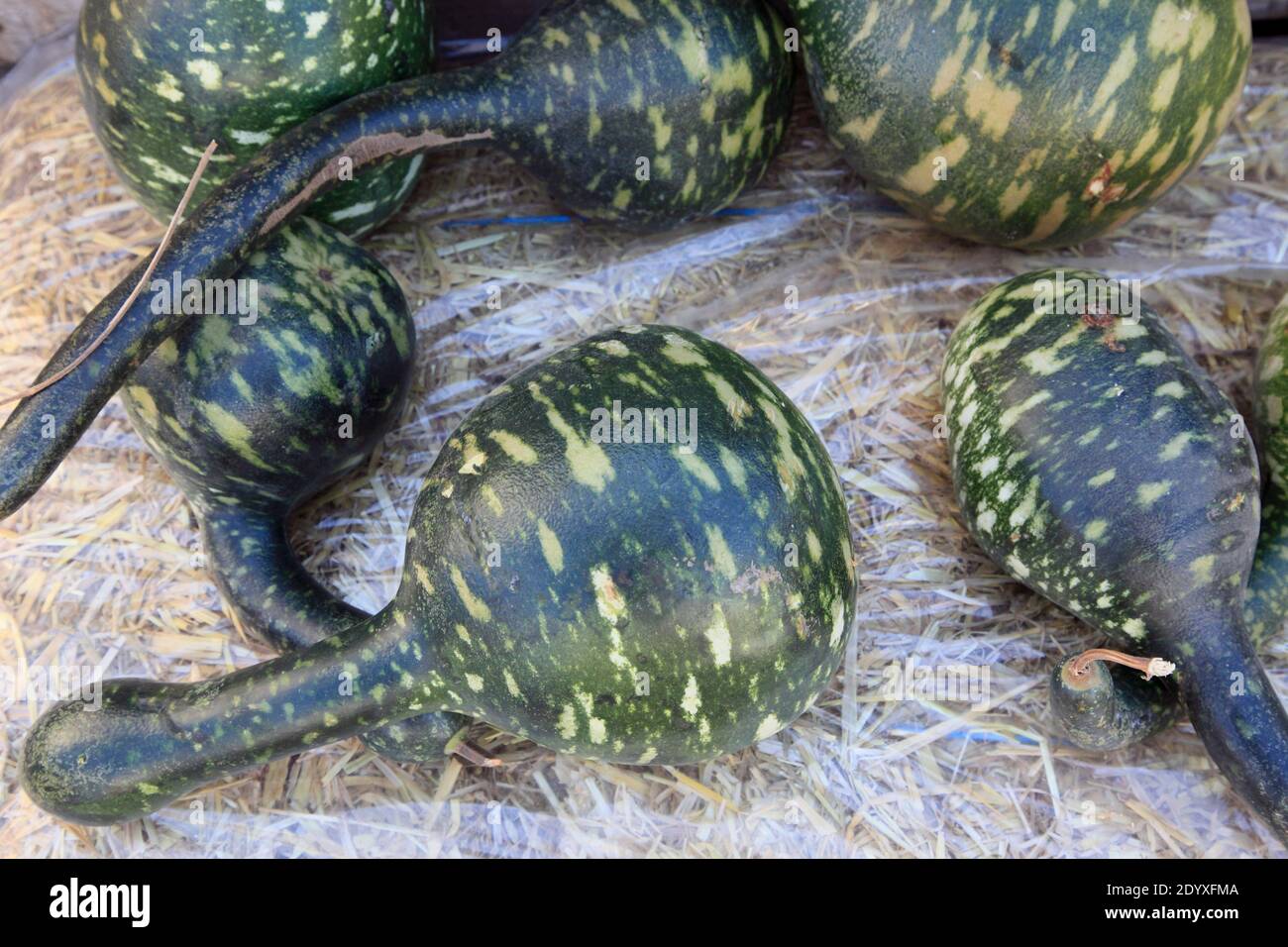 Pumpkins, squash, gourd, cucurbita Stock Photo - Alamy