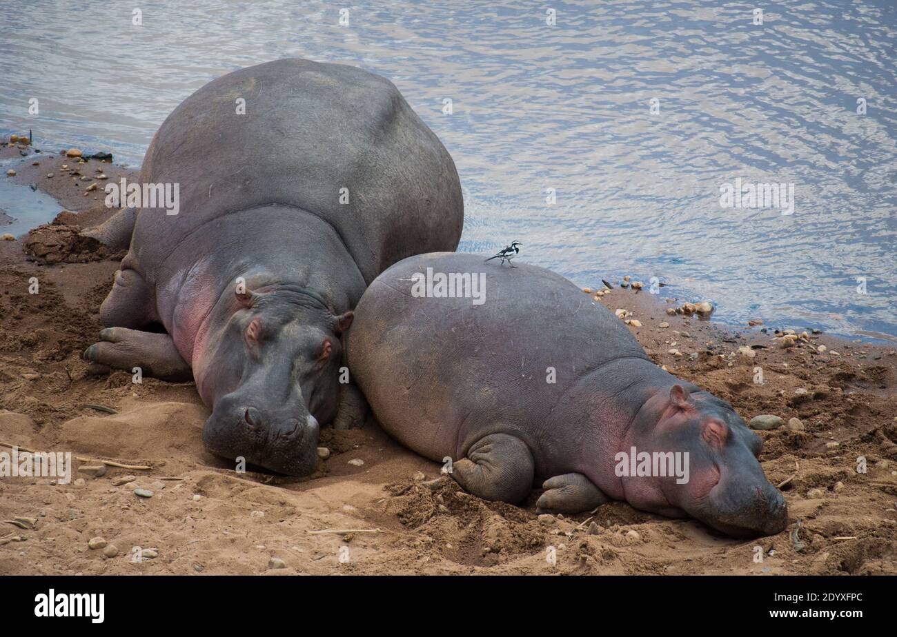 Hippo sleepy hi-res stock photography and images - Alamy