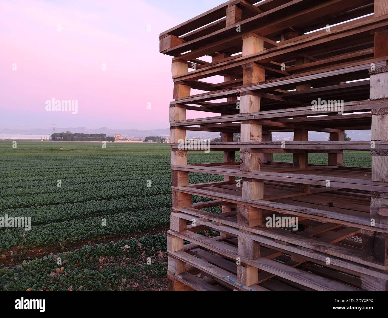 Stack of wooden pallets in a cultivated field Stock Photo - Alamy