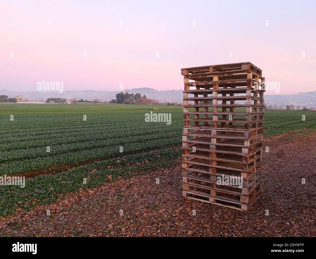 Stack of wooden pallets in a cultivated field Stock Photo - Alamy