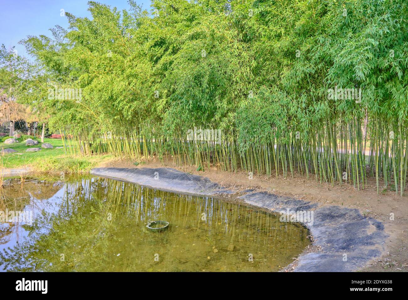 Small pond and bundle of bamboo trees and their green and intensive ...