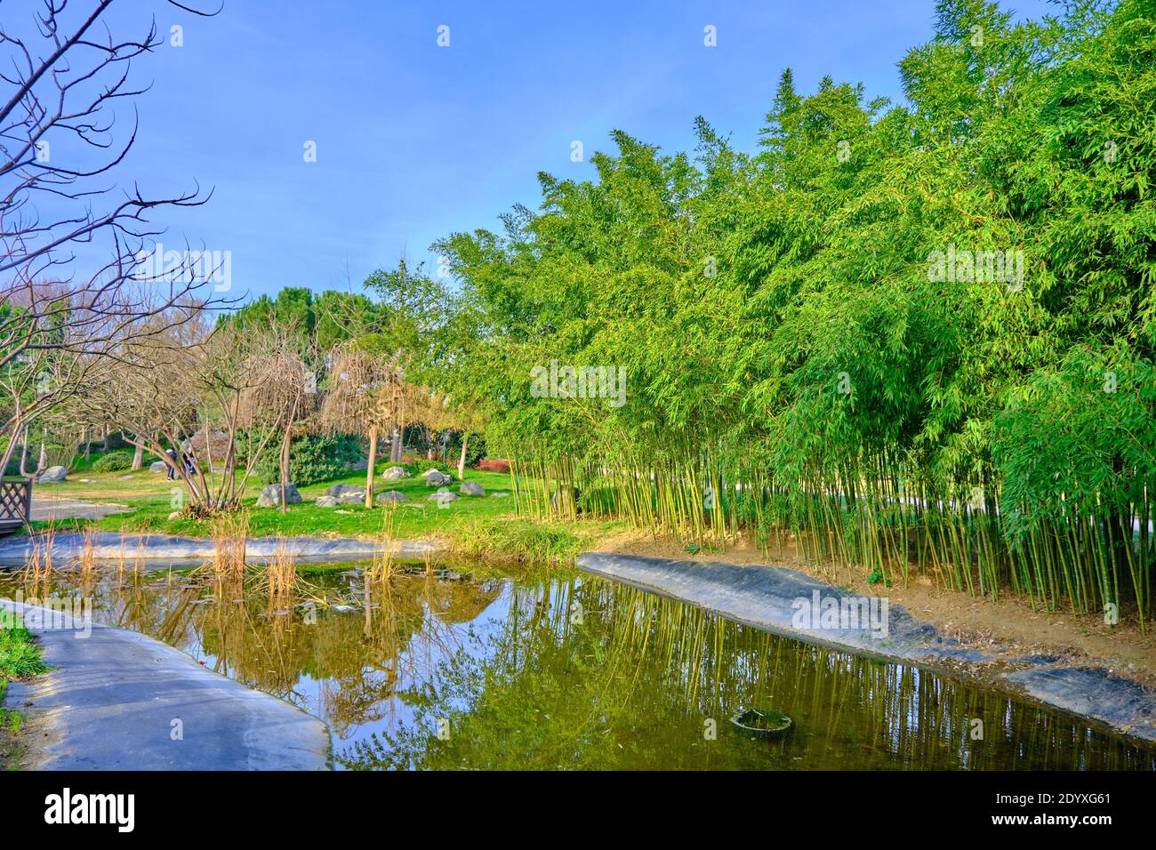 Small pond and bundle of bamboo trees and their green and intensive ...