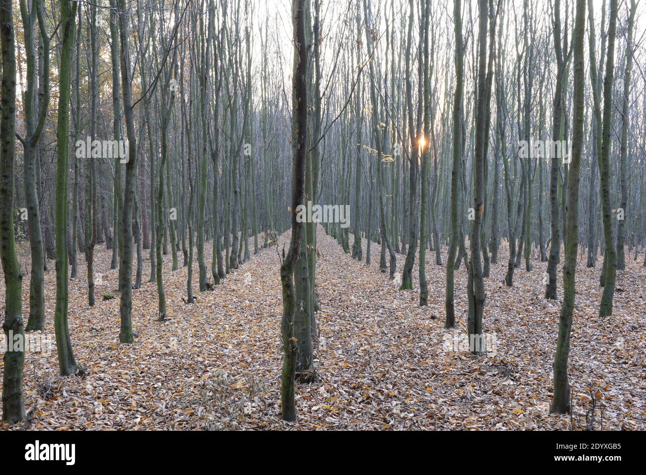 Symmetric Forest in Prague Czech Republic Stock Photo - Alamy