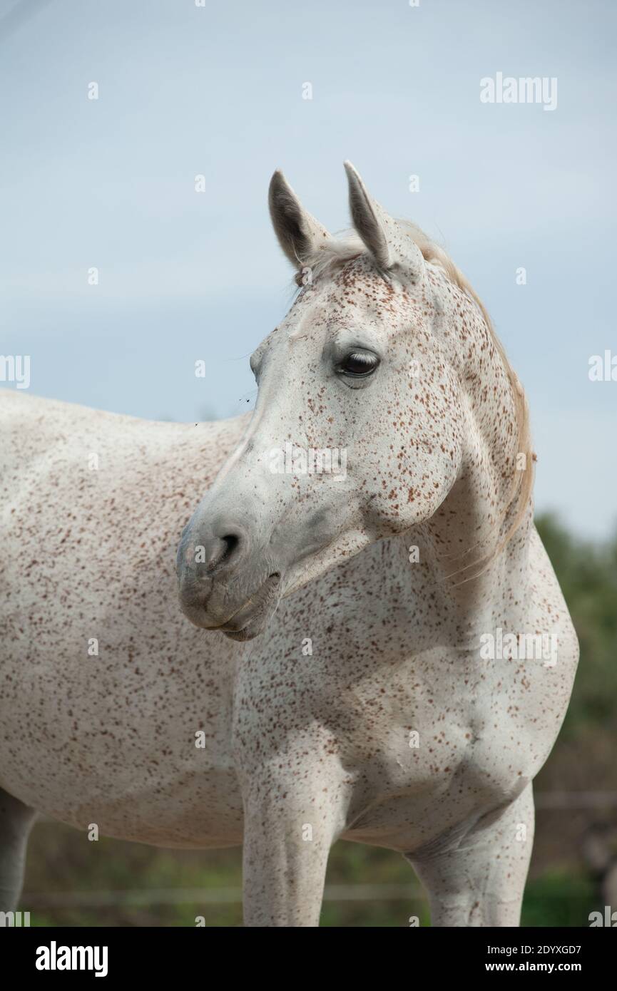 white arabian horse portrait in summer Stock Photo - Alamy