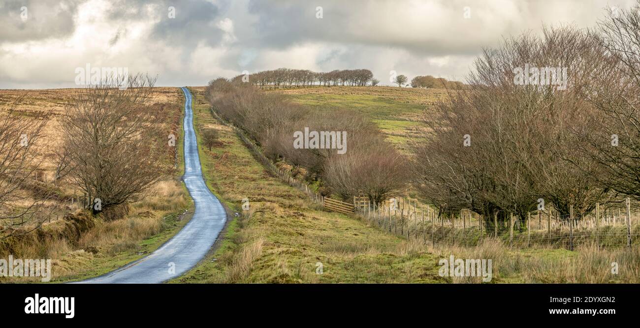 Beech Hedge Trees High Resolution Stock Photography and Images - Alamy