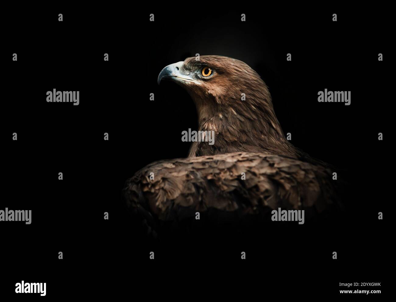 Bald Eagle Screensavers Winter