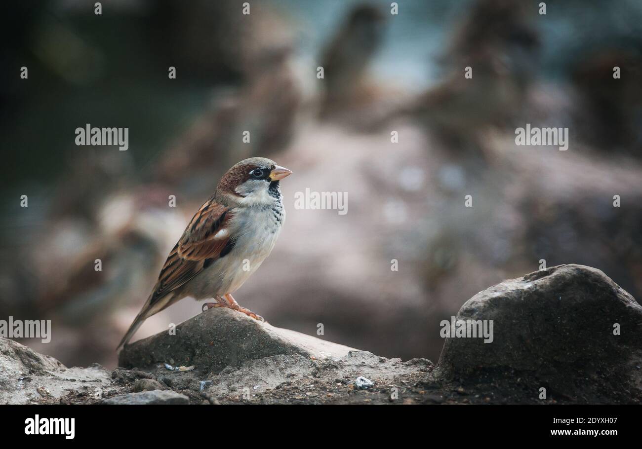sparrow sitting on a stone Stock Photo - Alamy