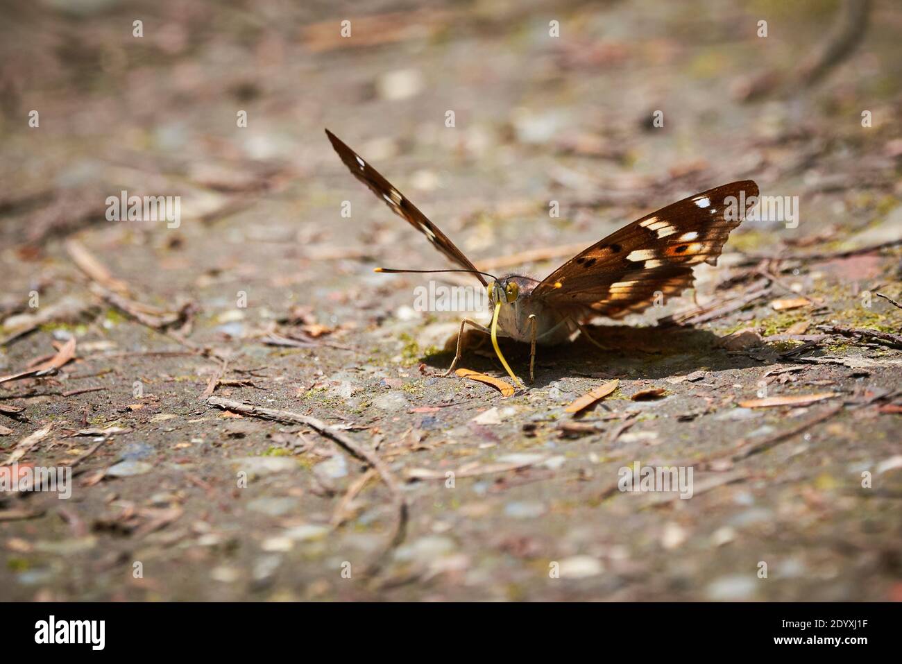 Lesser purple emperor butterfly (Apatura ilia Stock Photo - Alamy