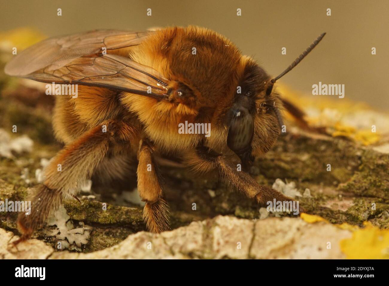 Brullé's Digger or Anthophora affinis is a really big solitary bee ...