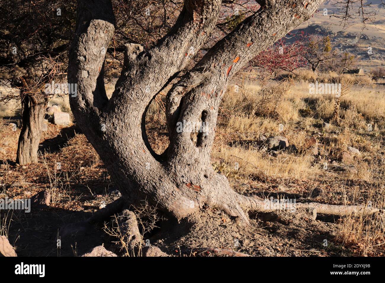 Protection tree trunk root hi-res stock photography and images - Alamy