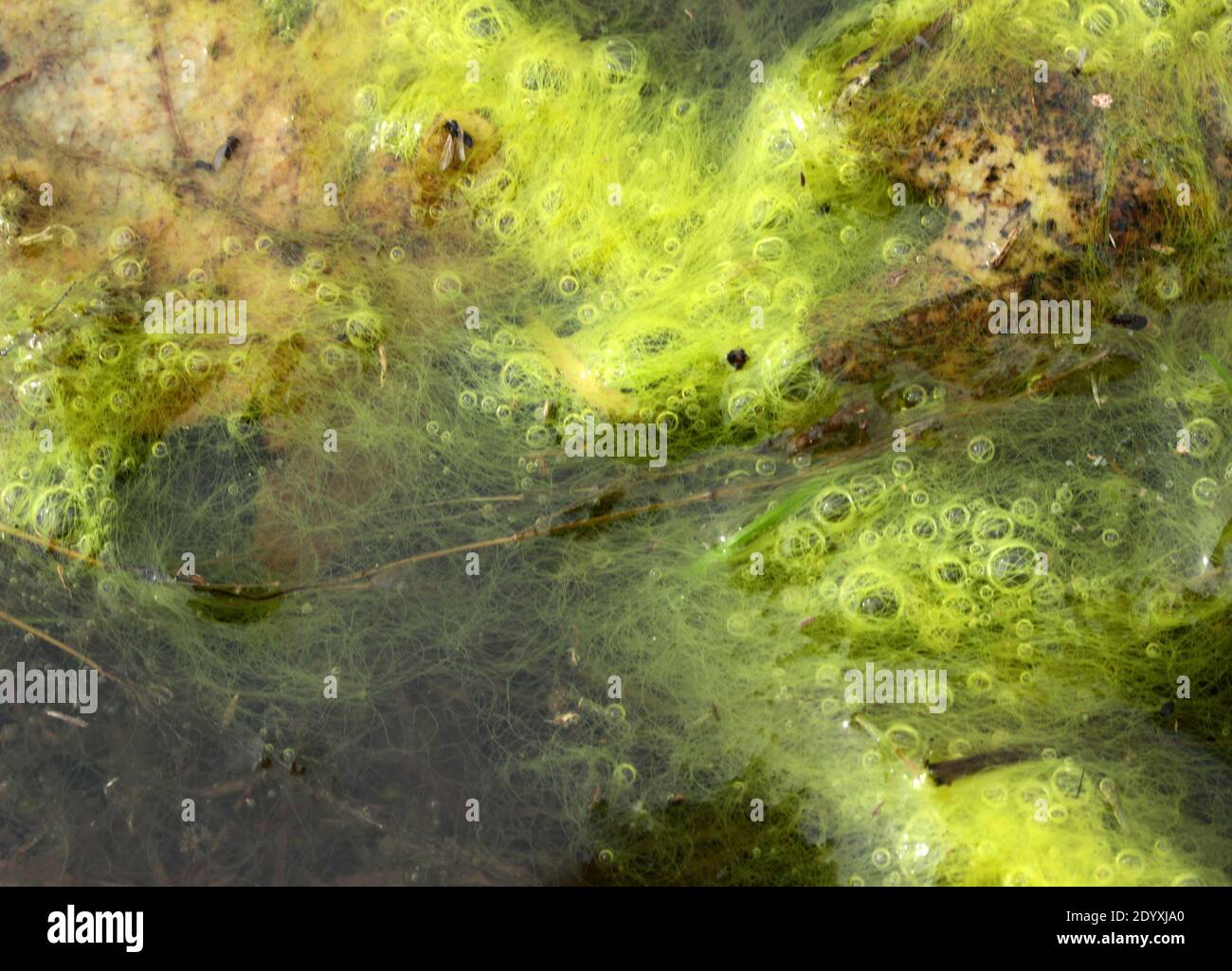 Biofilm nature hi-res stock photography and images - Alamy