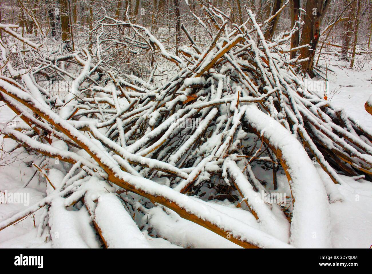 Winter, forest, snow, Montreal, Canada Stock Photo - Alamy